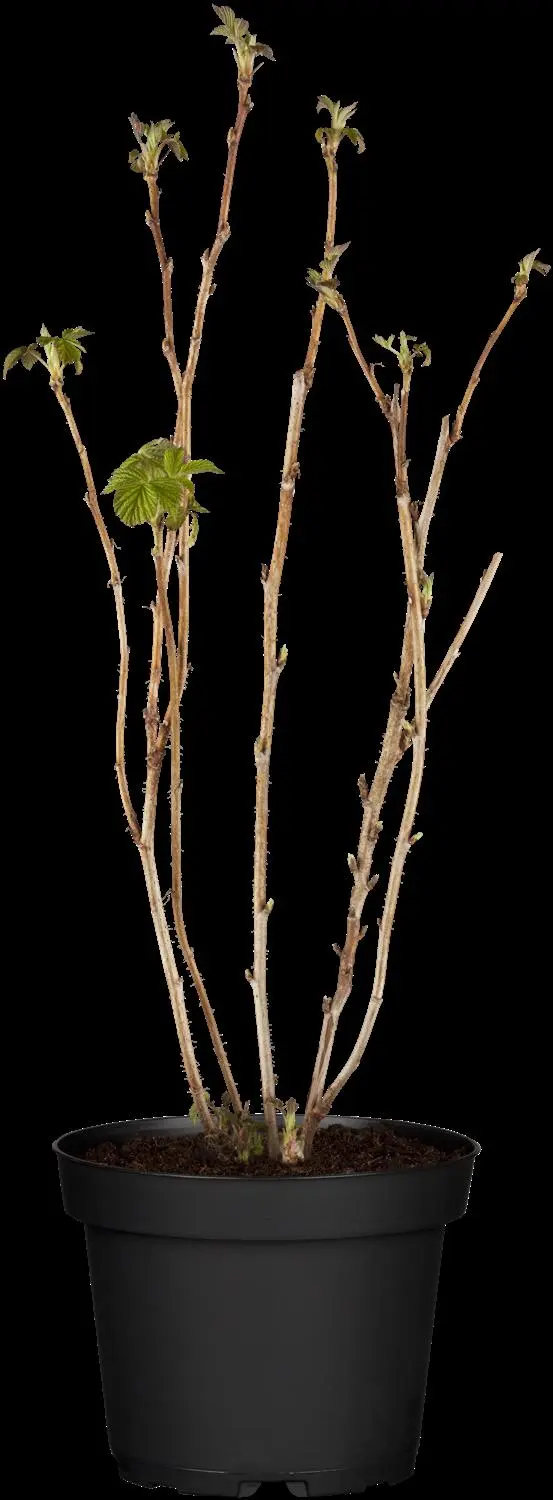 Rubus idaeus 'Zefa Herbsternte' - 40-60 CM 1 BR.