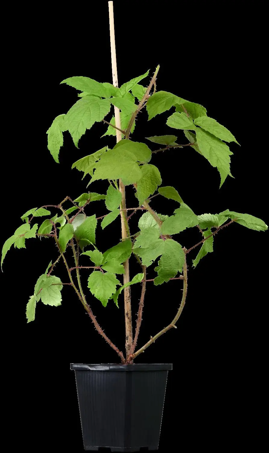 Rubus phoenicolasius - 2 Ltr, 4 canes