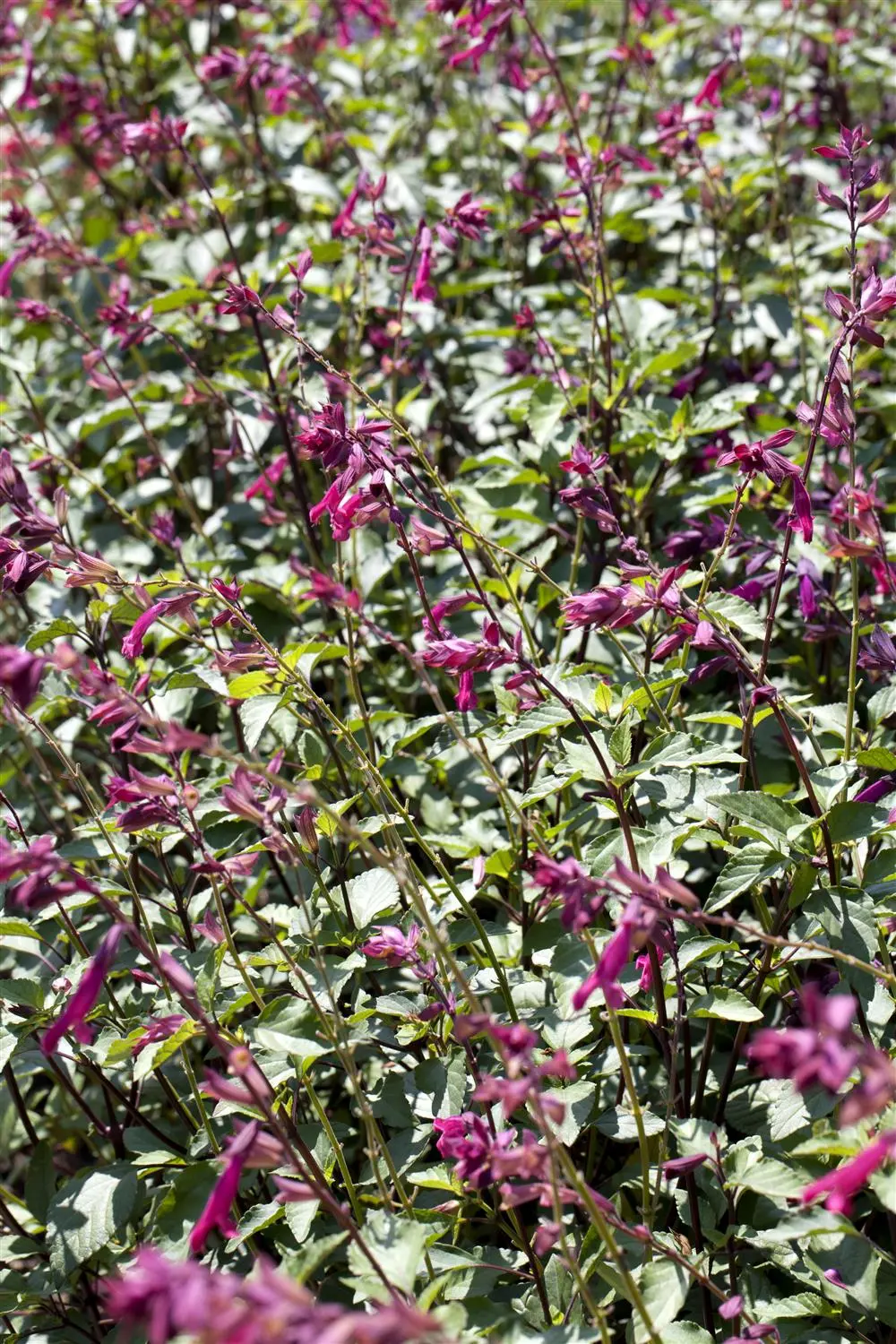 Salvia 'Golden Rosiene' - P9