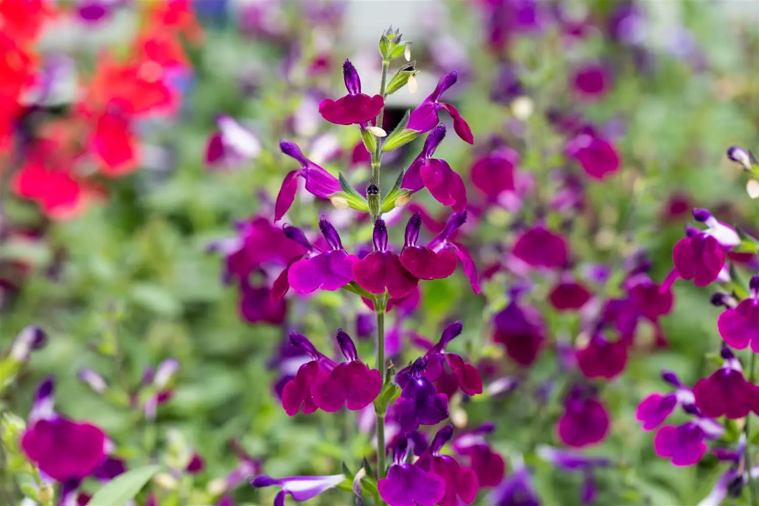 Salvia greggii 'Amethyst Lips' - 3 Ltr pot