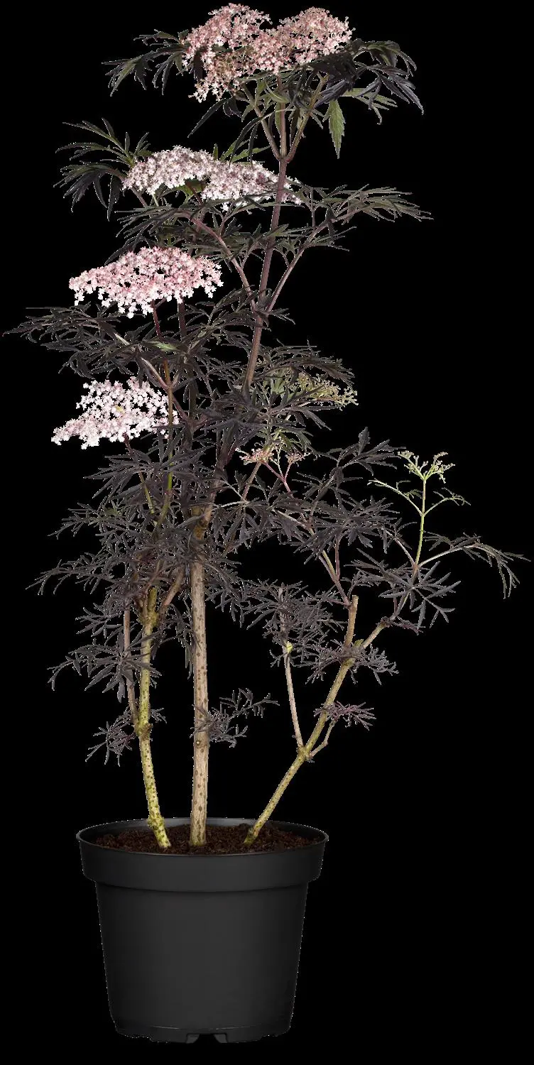 Sambucus nigra 'Thundercloud' - 30-40 CM C2