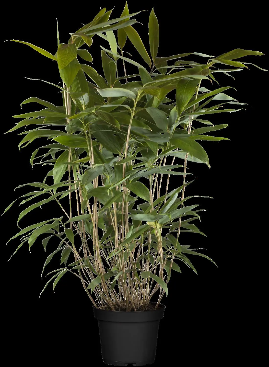 Sasa palmata nebulosa - 50-60 CM C2.5