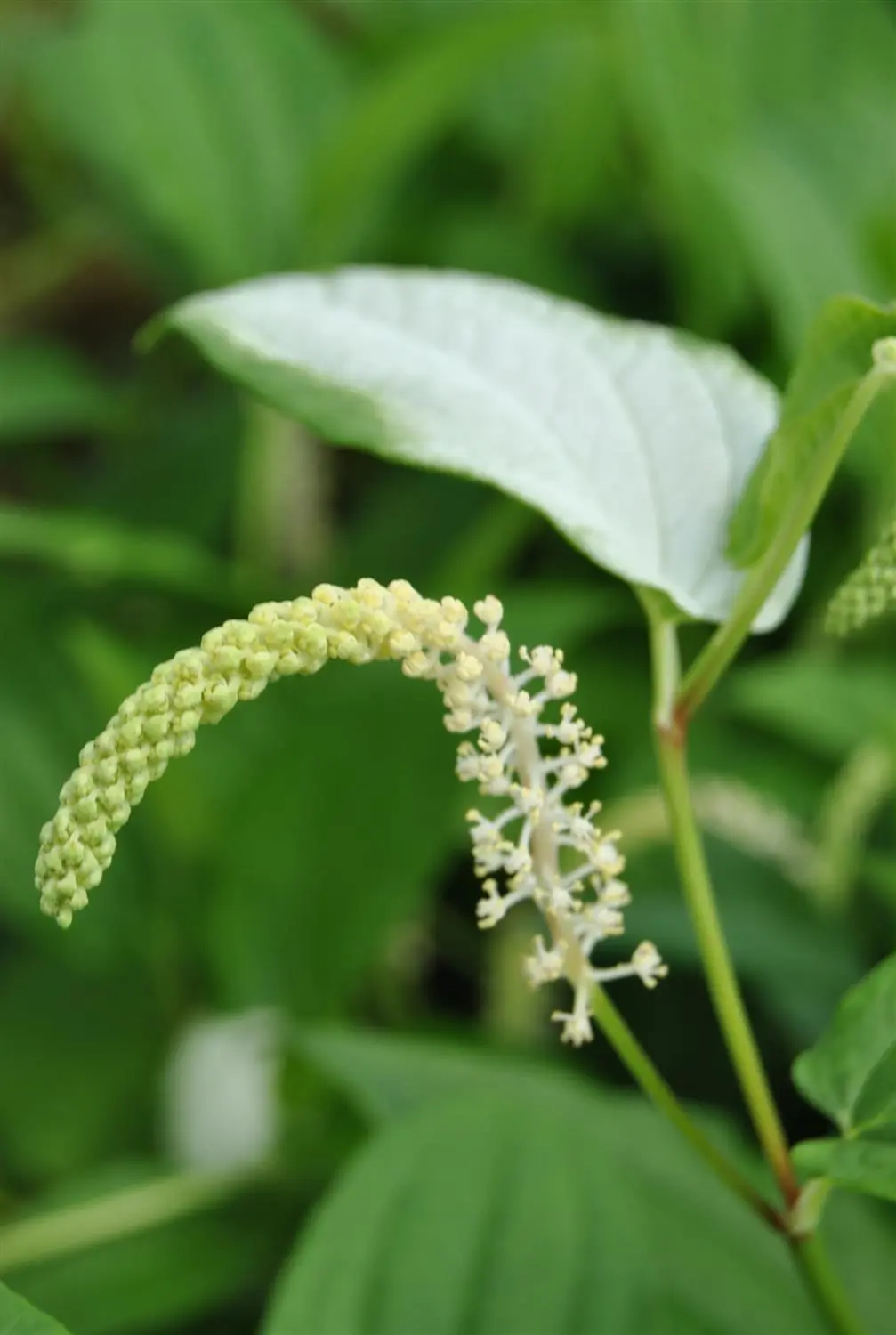 Saururus cernuus - P9