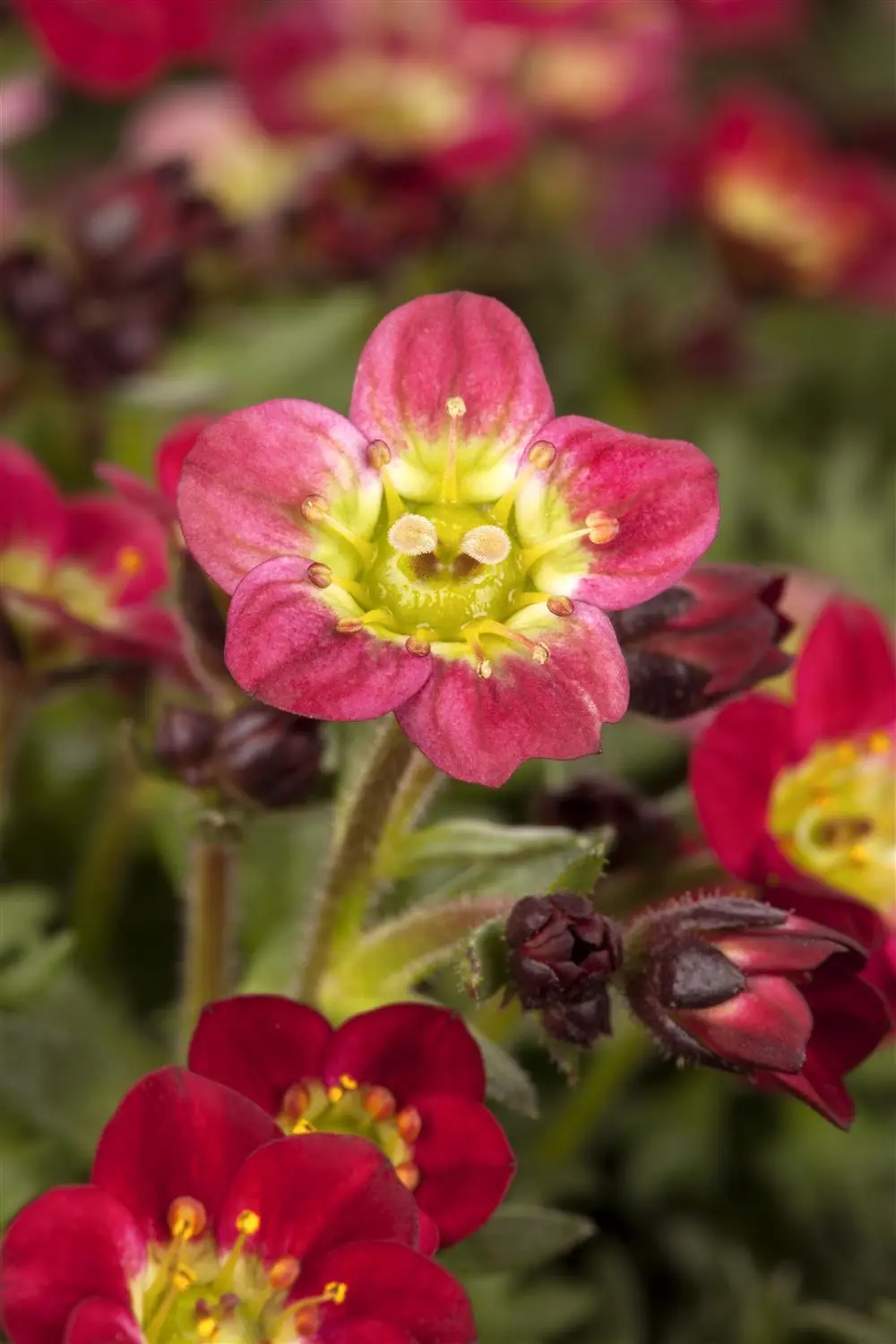 Saxifraga 'Touran Deep Red' - P13