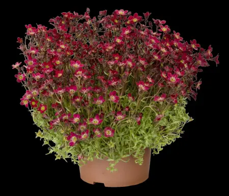 Saxifraga 'Touran Deep Red' - P13