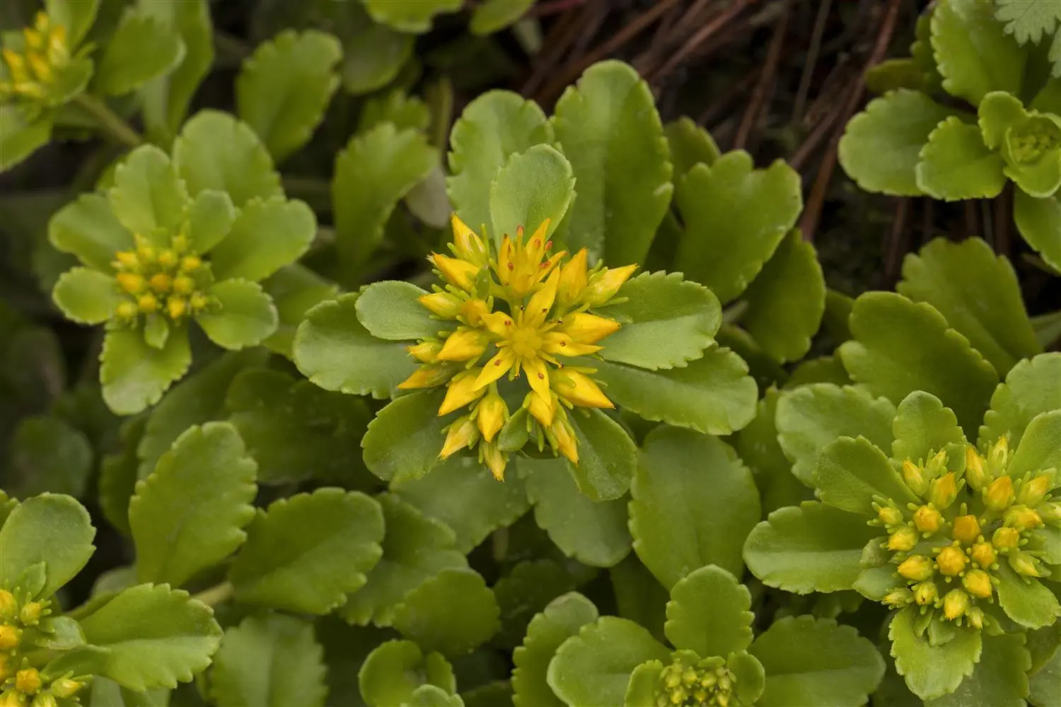 Sedum flor. 'Weihenstephaner Gold' - Plug/Celgrown