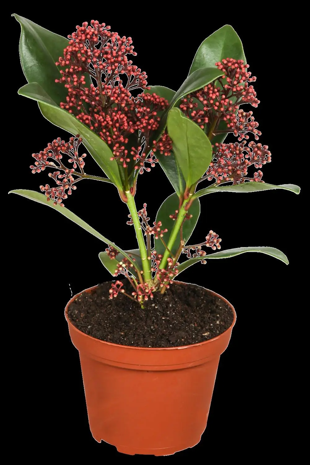 Skimmia jap. 'Rubella' - 2 Ltr pot