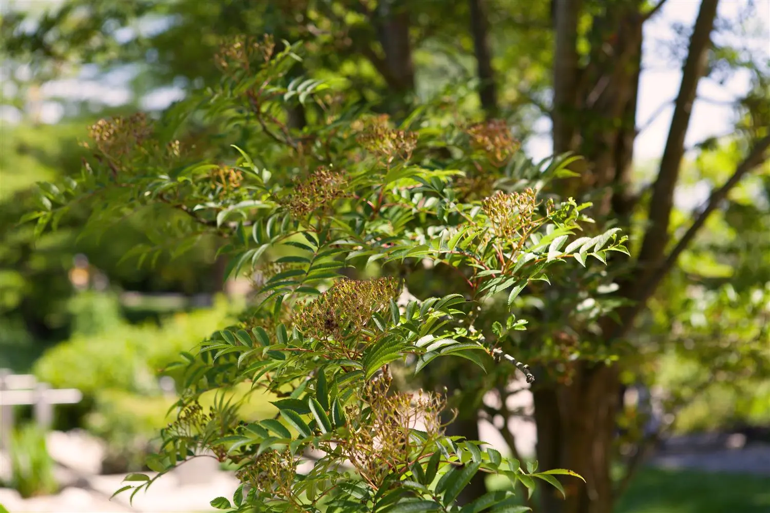 Sorbus 'Burka' - SOLITAIR 200-250 CM C35