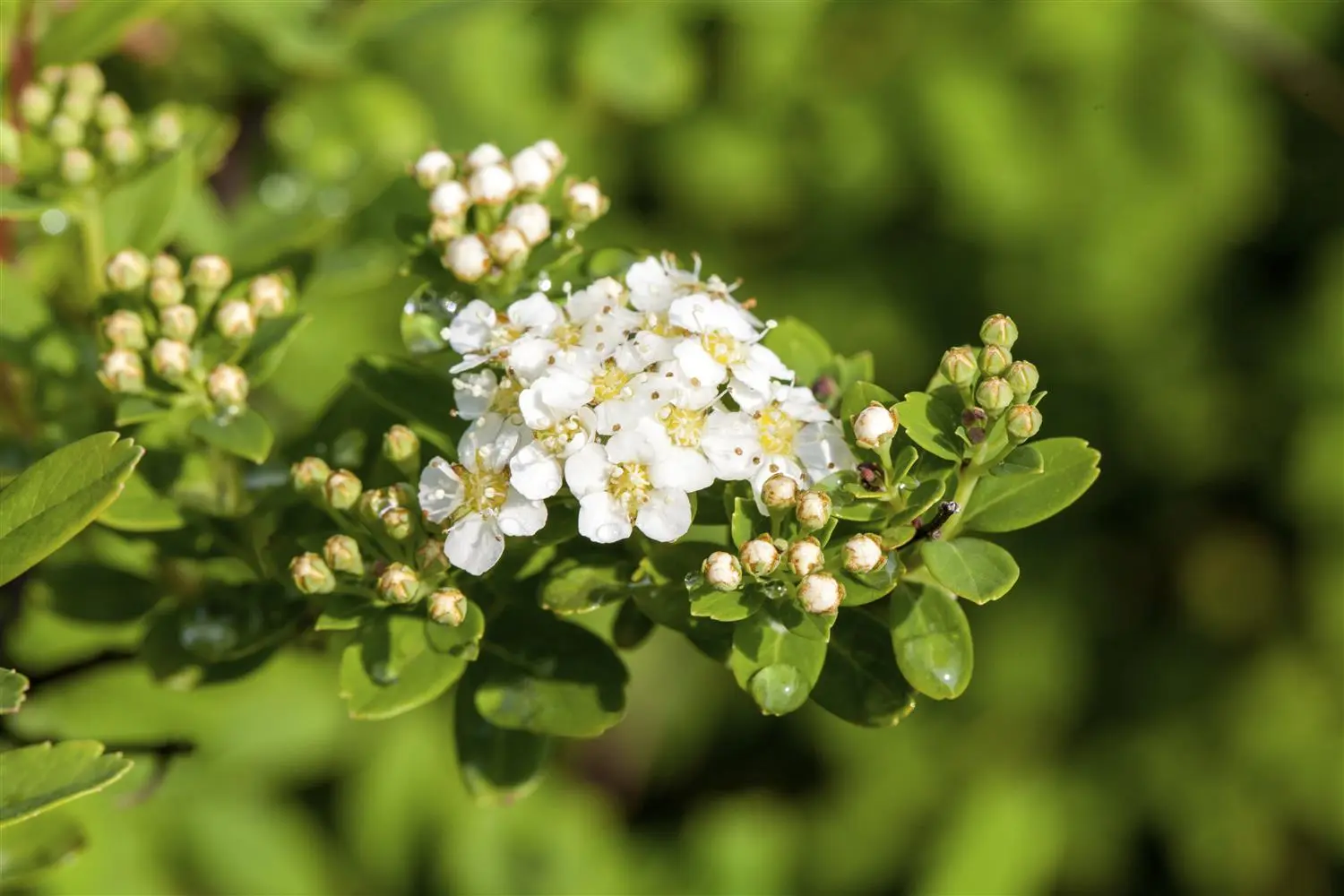 Spiraea nipp. 'Snowmound' - 60-80 CM C10