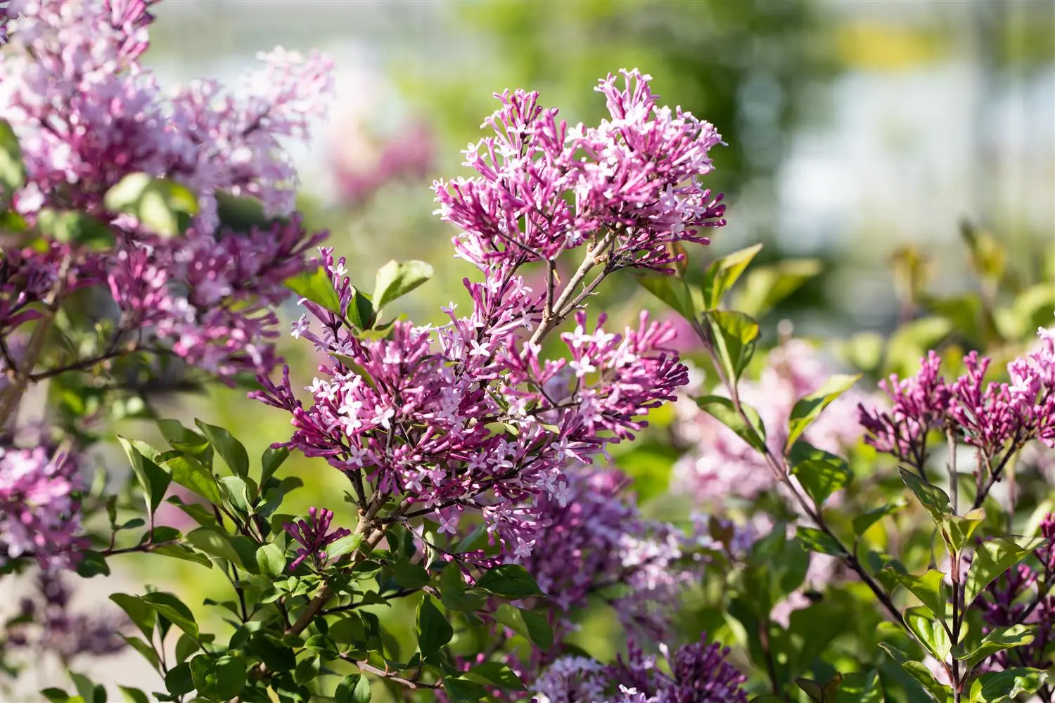 Syringa josikaea - STD 10-12 CM C35