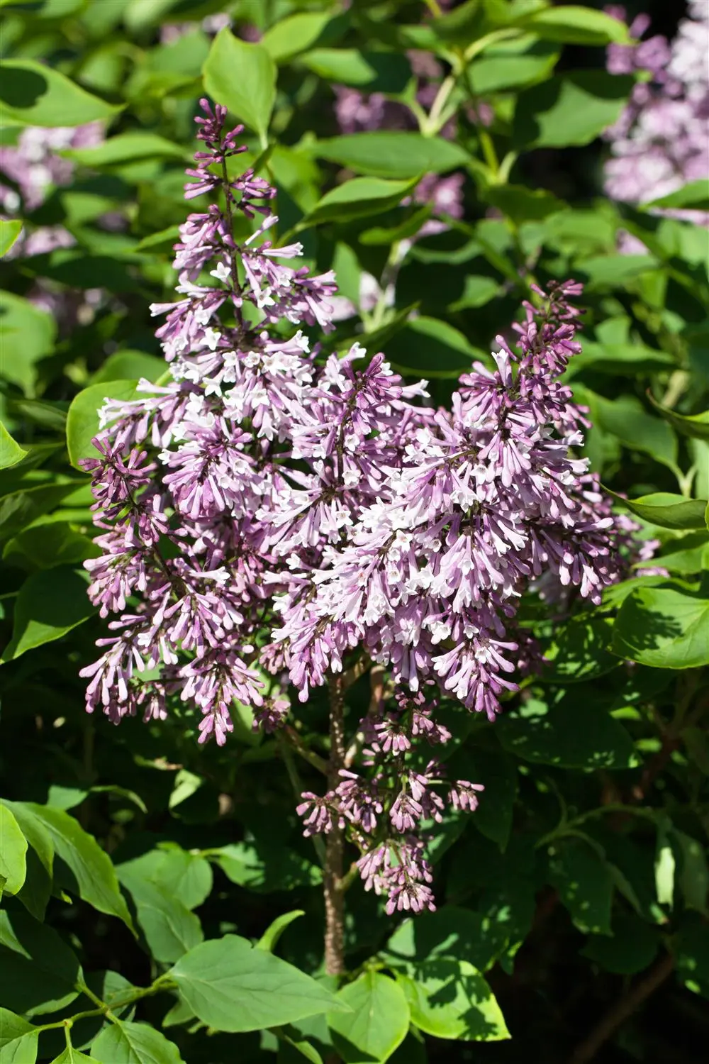 Syringa patula 'Miss Kim' - 50-60 CM C7.5