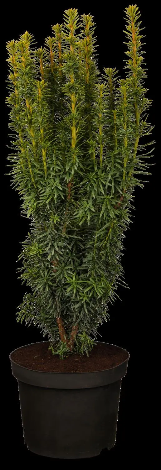 Taxus b. 'David' - 70-80 CM C15