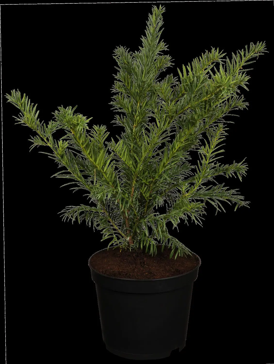 Taxus b. 'Repandens' - 2 Ltr pot