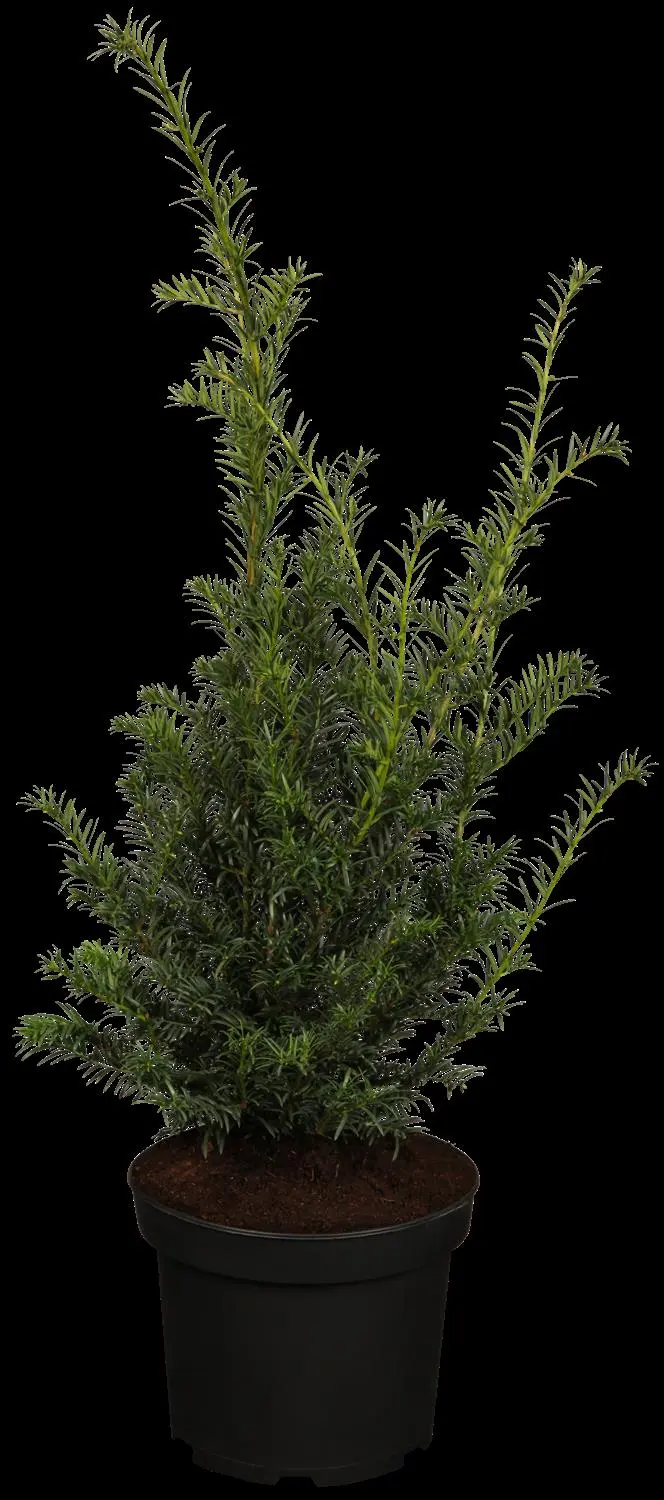 Taxus b. 'White Hedge' - P10.5