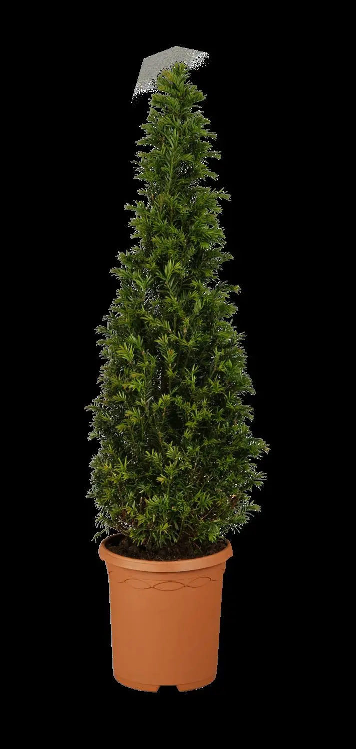 Taxus b. 'White Hedge' - 30-40 CM C3