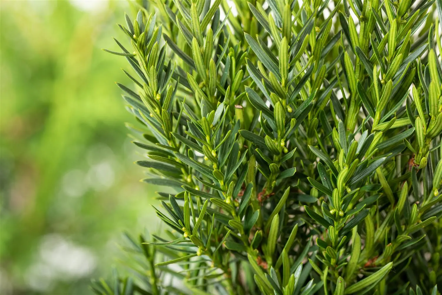 Taxus media 'Green Mountain' - 20-25 CM P9