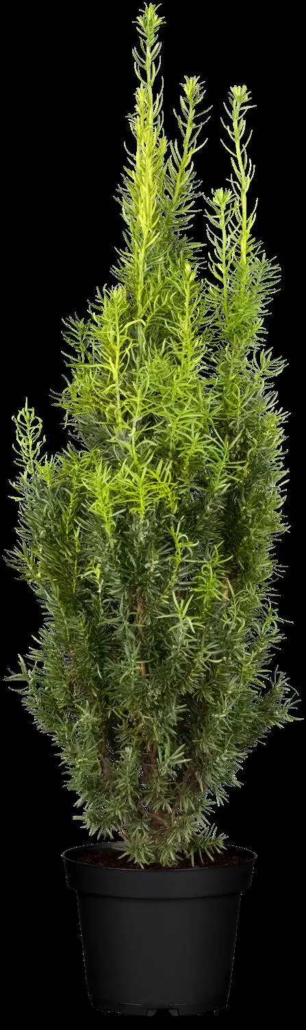Taxus media 'Hicksii' - 50-60 CM C3