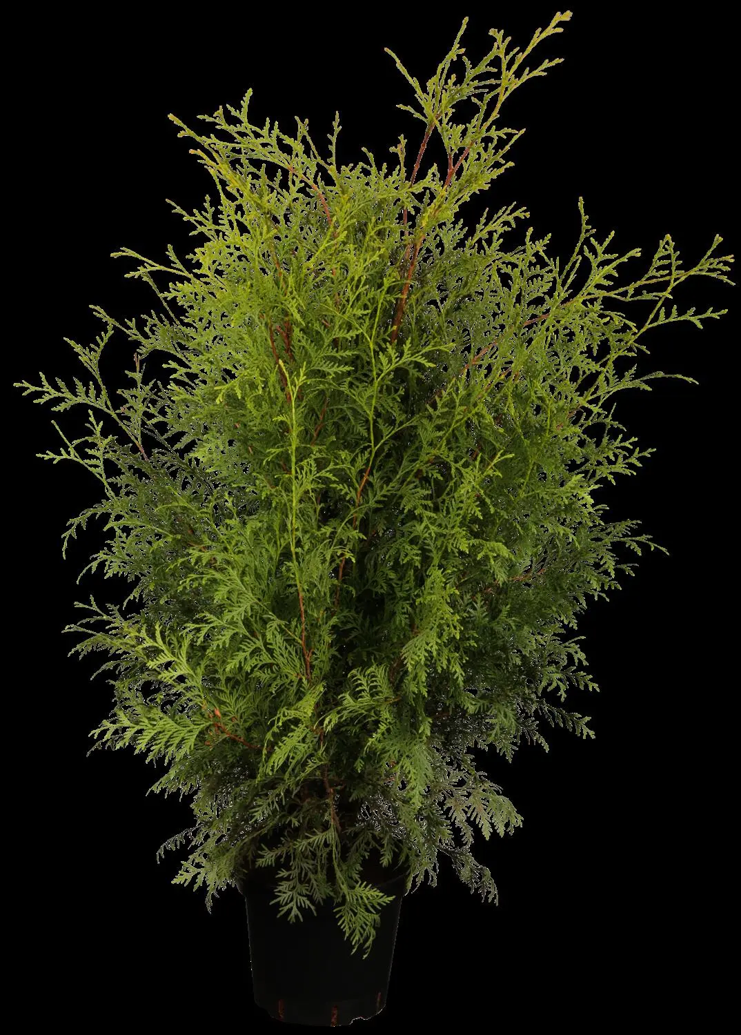 Thuja occ. 'Brabant' - 150-175 CM C15