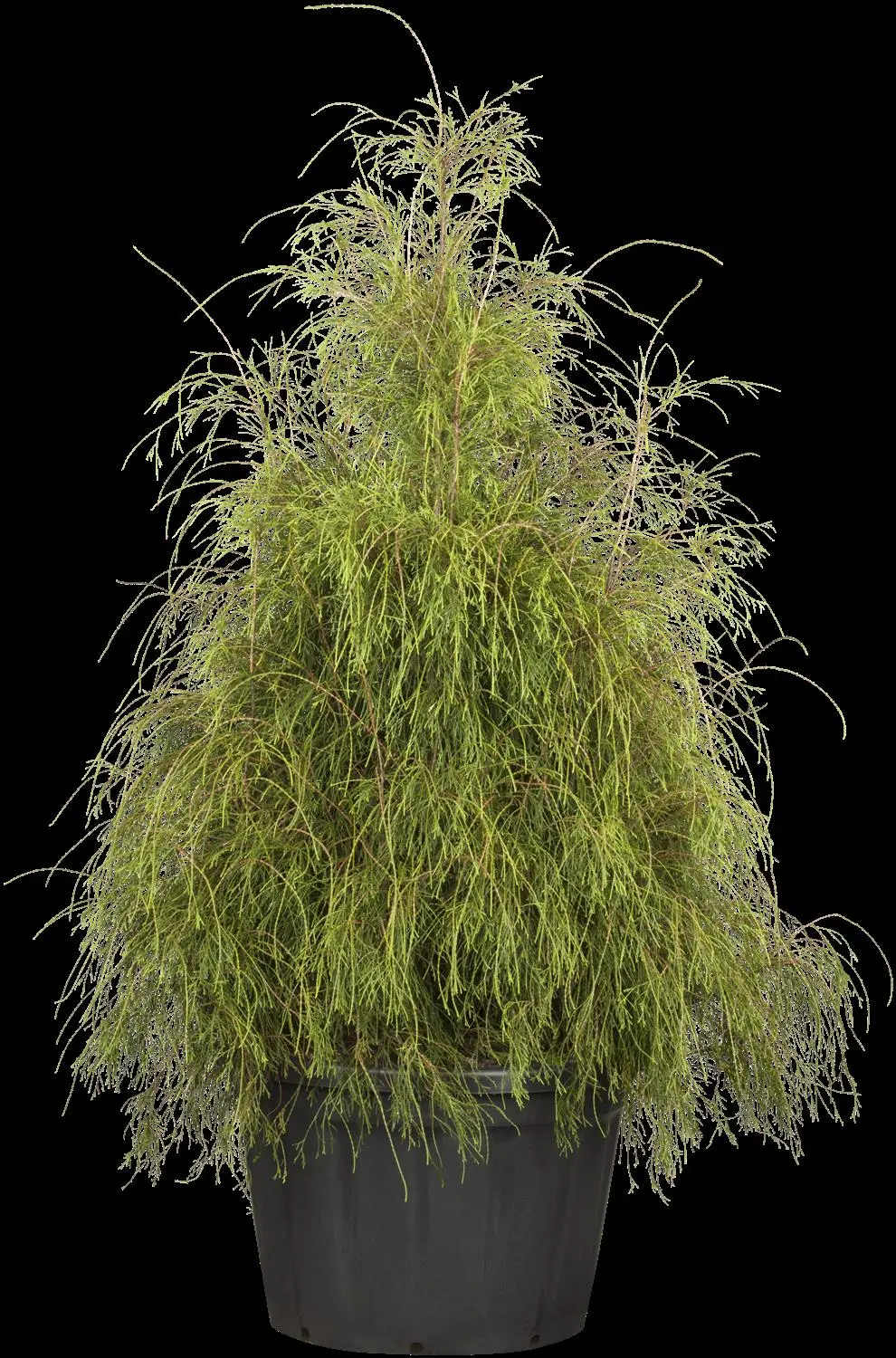 Thuja occ. 'Filiformis' - 40-60 CM C7.5