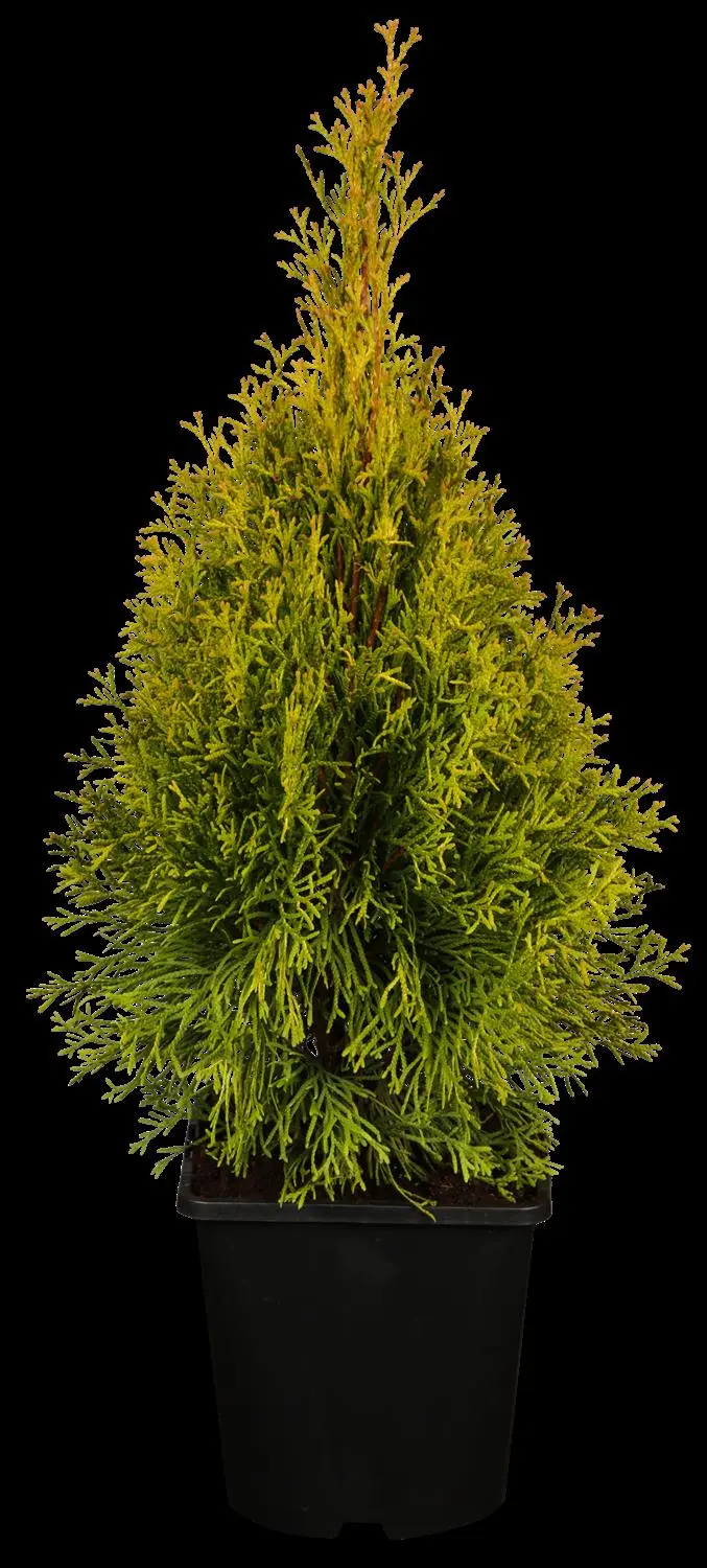 Thuja occ. 'Golden Smaragd' - 60-80 CM C12