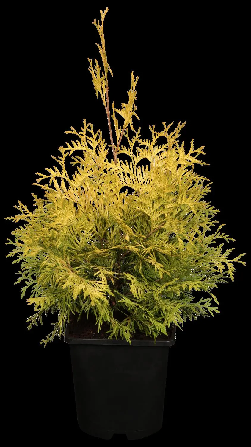 Thuja occ. 'Yellow Ribbon' - 80-100 CM RB
