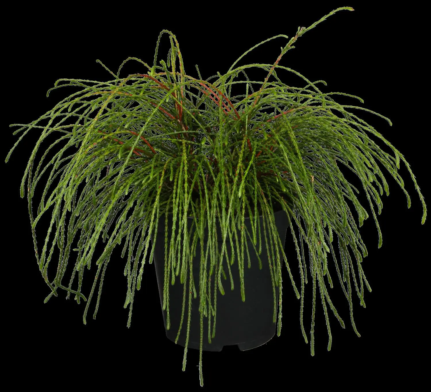 Thuja plic. 'Whipcord' - 20-25 CM C2