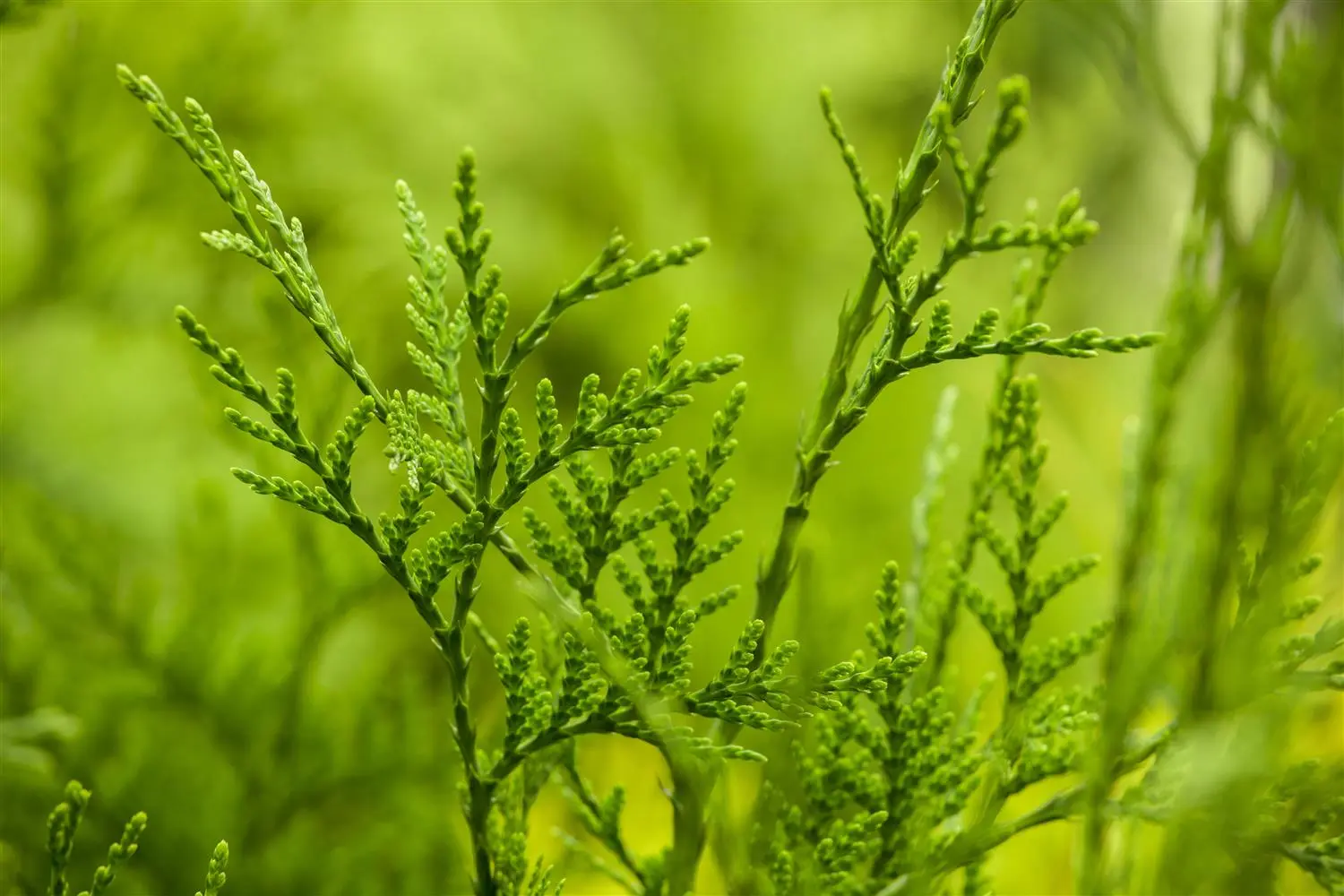Thuja plicata 'Excelsa' - 150-175 CM RB