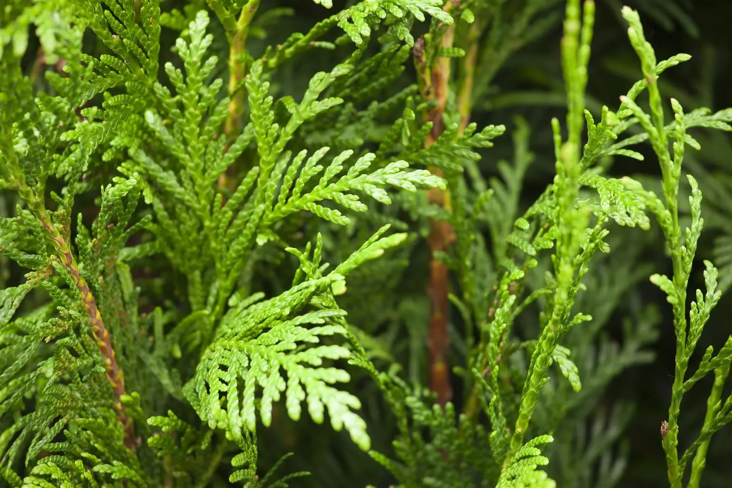 Thuja plicata 'Martin' - LINERS 18 CEL TRAY P9 SIZE