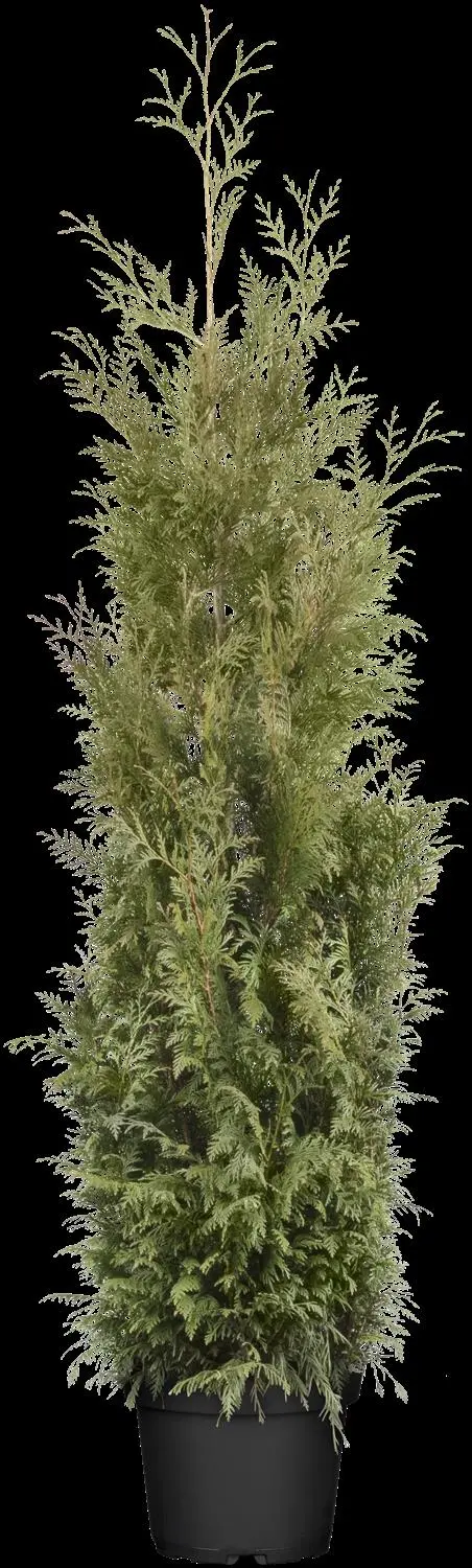 Thuja plicata 'Martin' - 300-350 CM RB