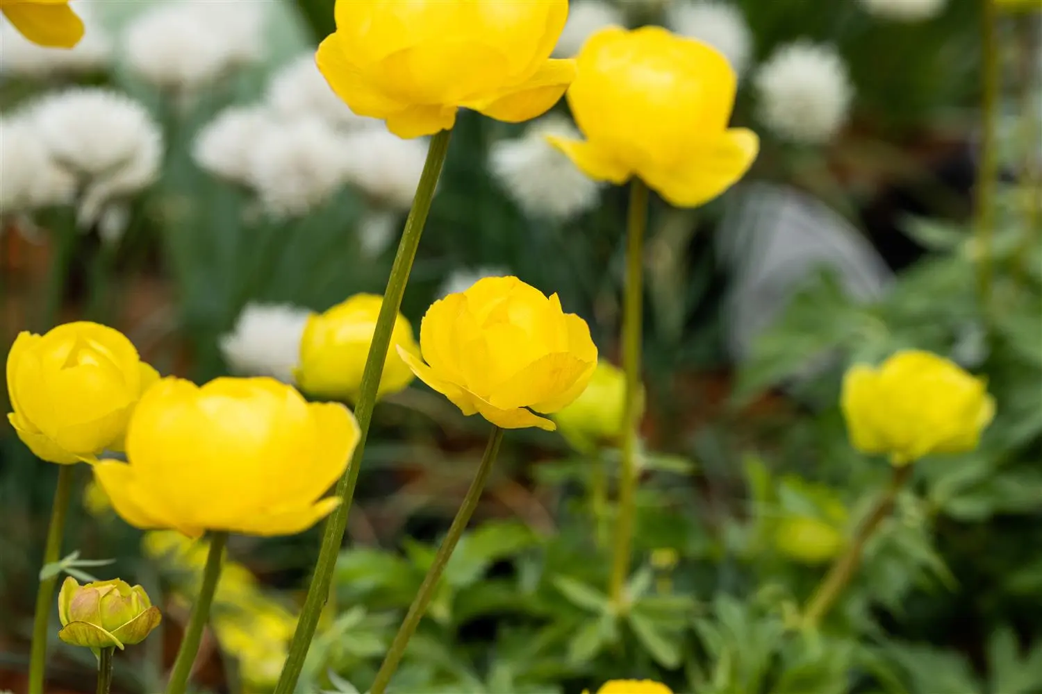 Trollius 'Lemon Queen' - P9