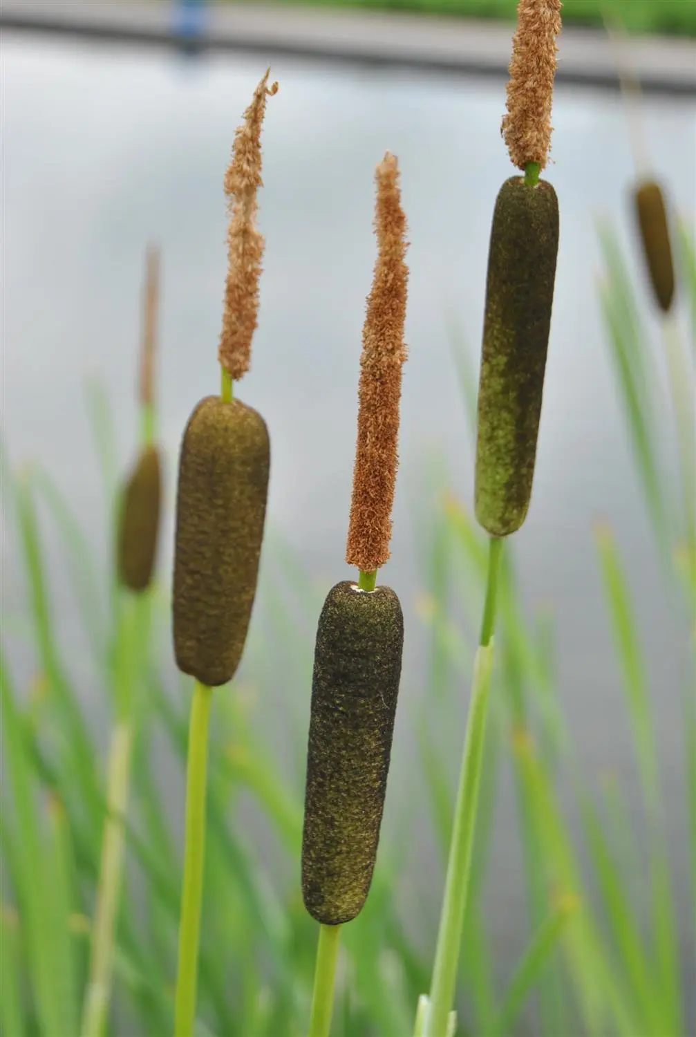 Typha gracilis - P9