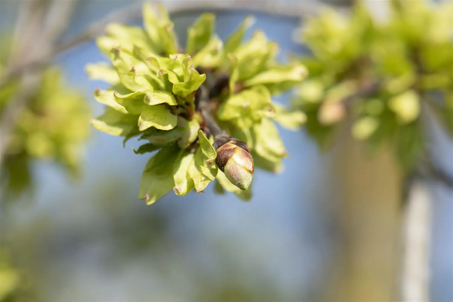 Ulmus glabra - MULTISTEM 400-450 CM CONT