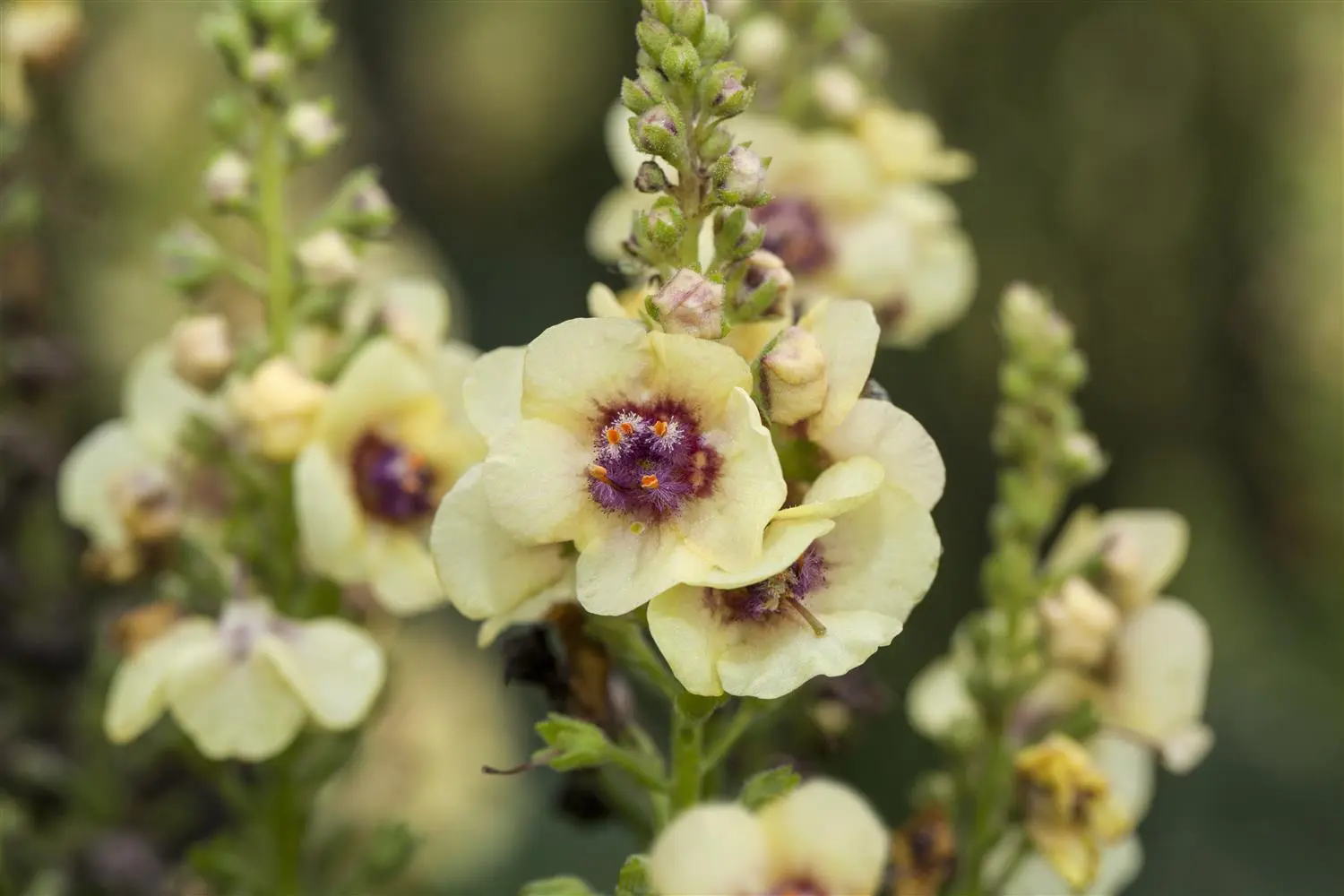 Verbascum 'Jackie' - P9