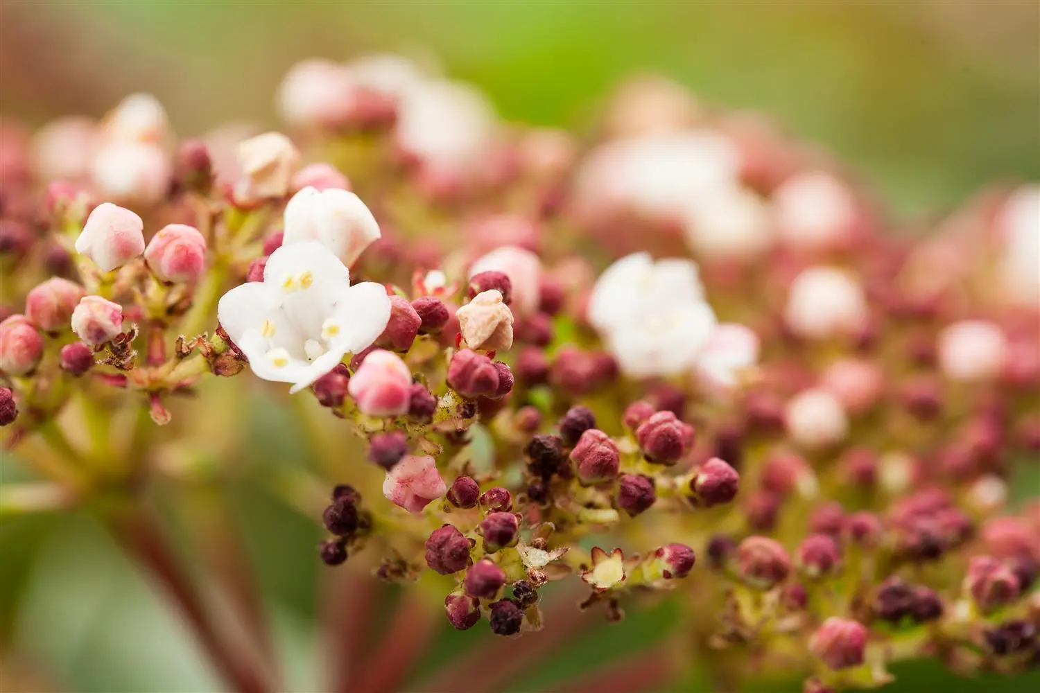 Viburnum tinus 'LisaRose'? - 10 Ltr pot