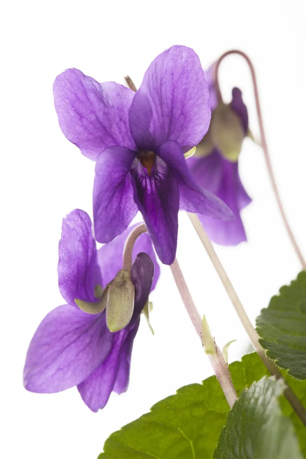 Viola odorata 'K?nigin Charlotte' - P9