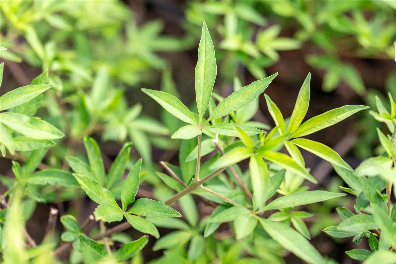Vitex agnus-castus 'Pink Pinnacle' - 5 Ltr pot