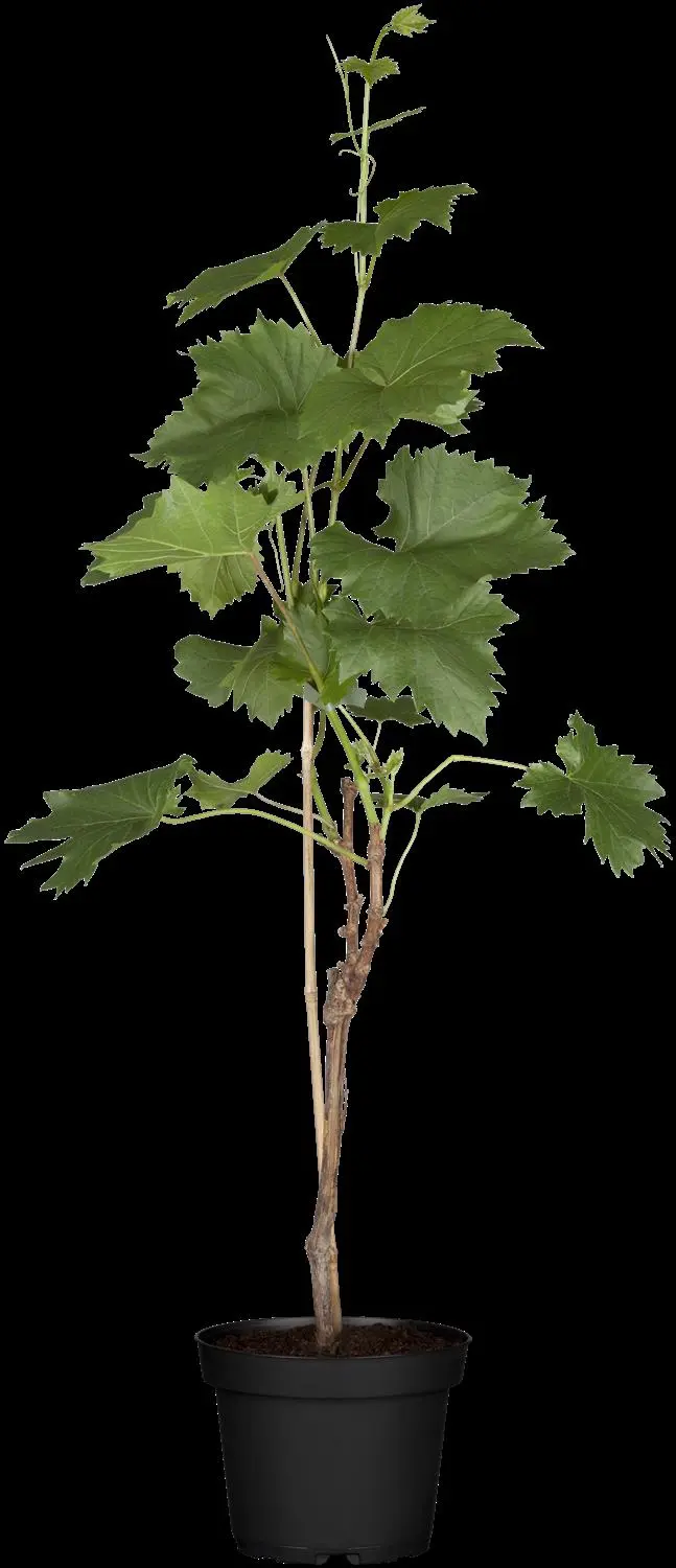 Vitis 'Mar?chal Foch' - 150-175 CM C5 Caned