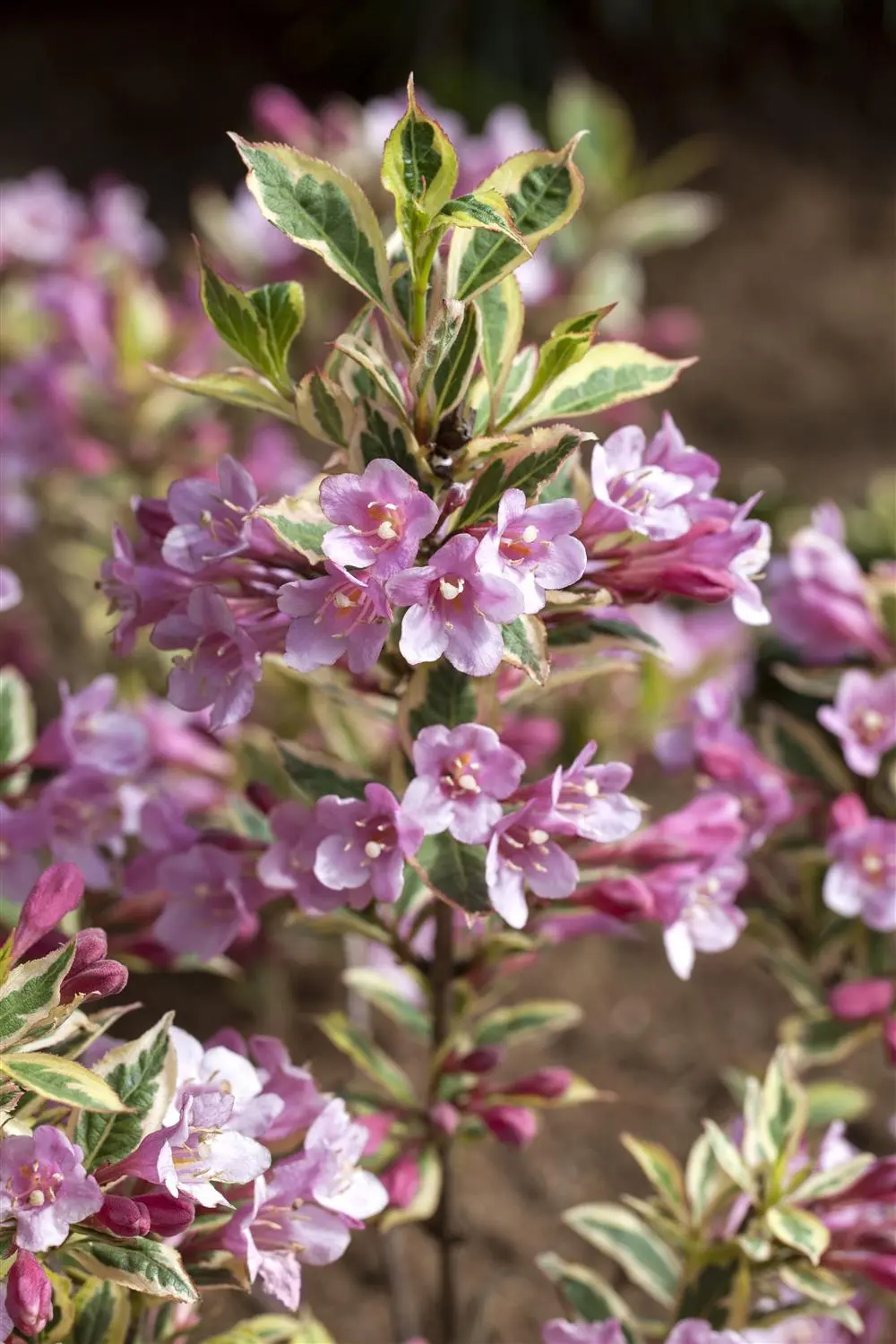 Weigela flor. 'Magical Rainbow' - 90 CM STEM C10