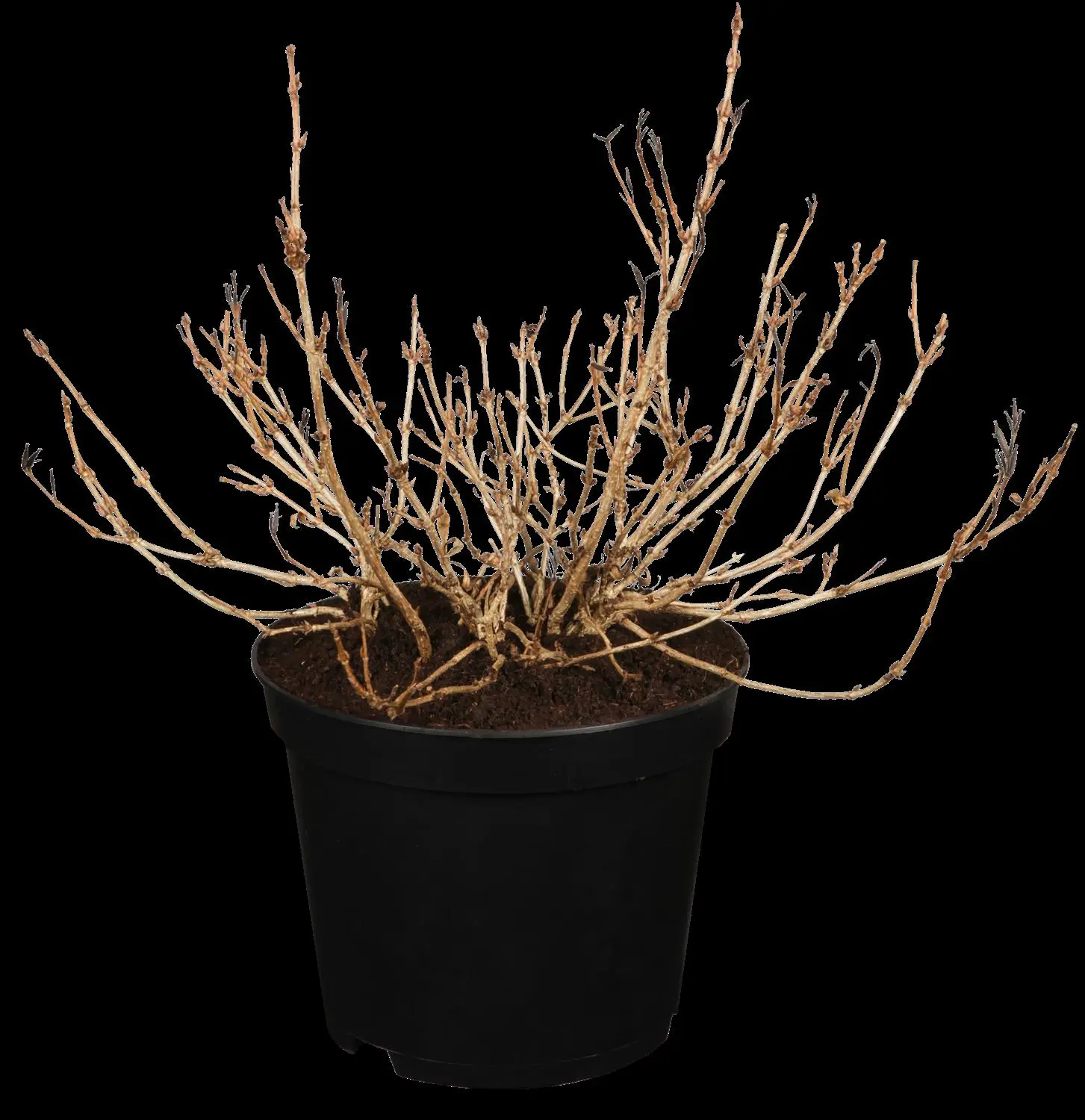 Weigela flor. 'Monet' - 60 CM STEM 7.5L