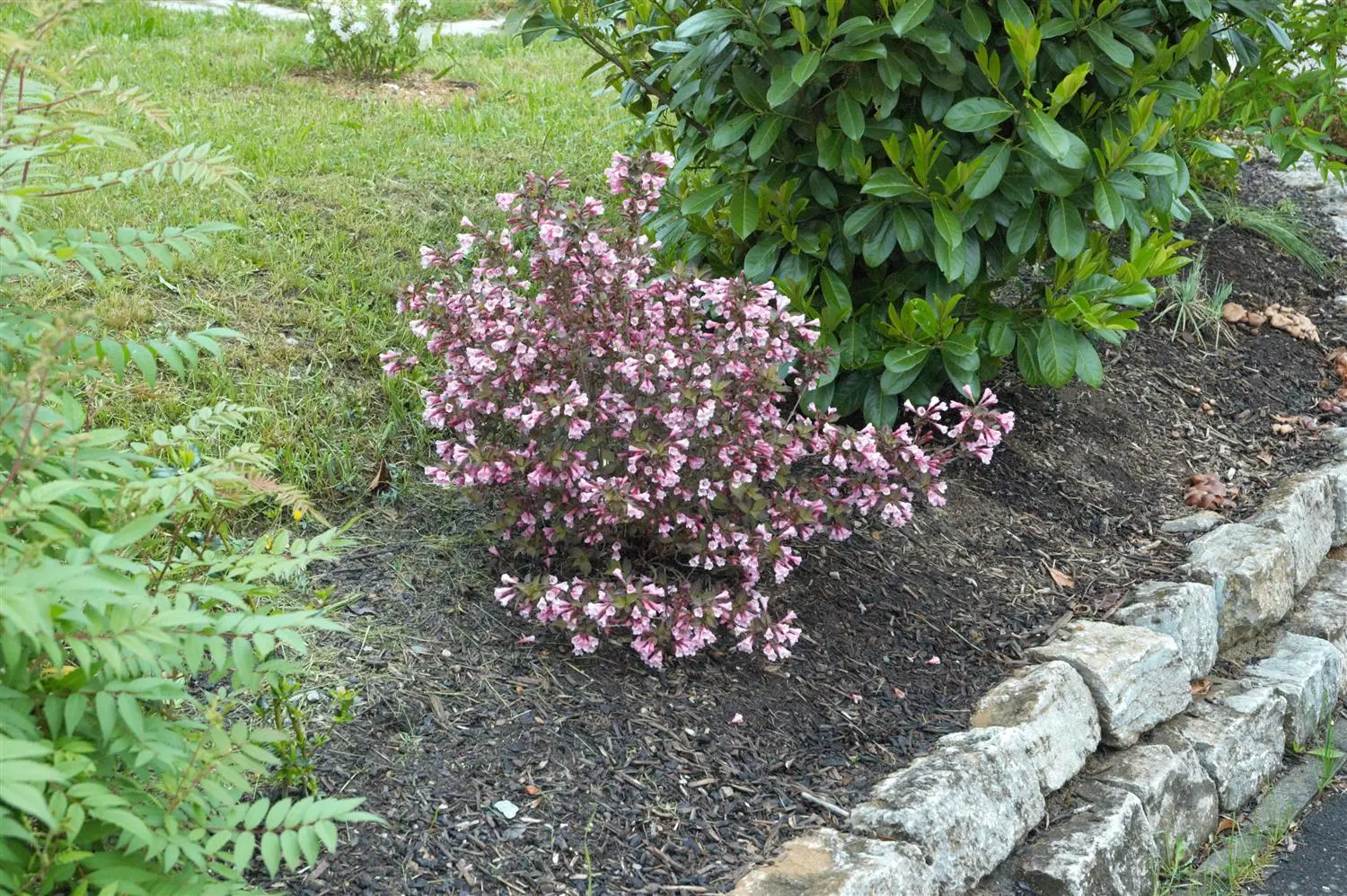 Weigela florida 'Nana Purpurea' - 30-40 CM C2