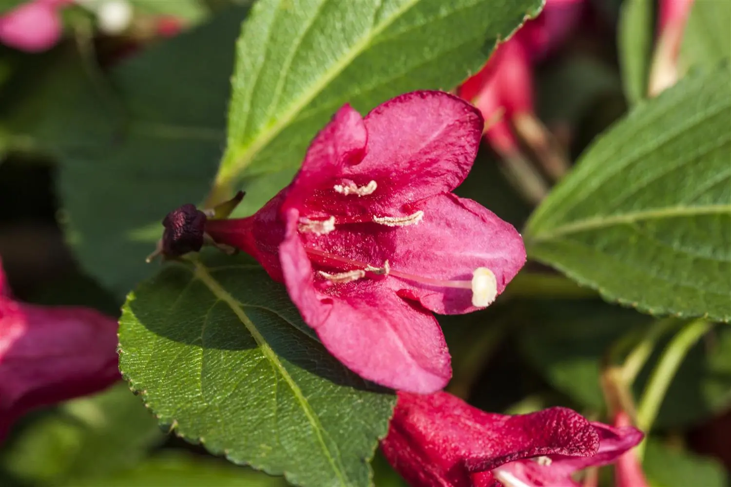 Weigela 'Minuet' - 30-40 CM C5